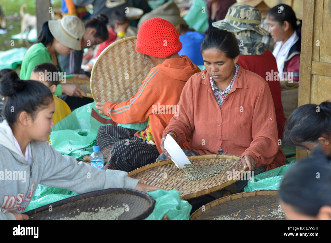 Laos paksong coffee hi-res stock photography and images - Alamy