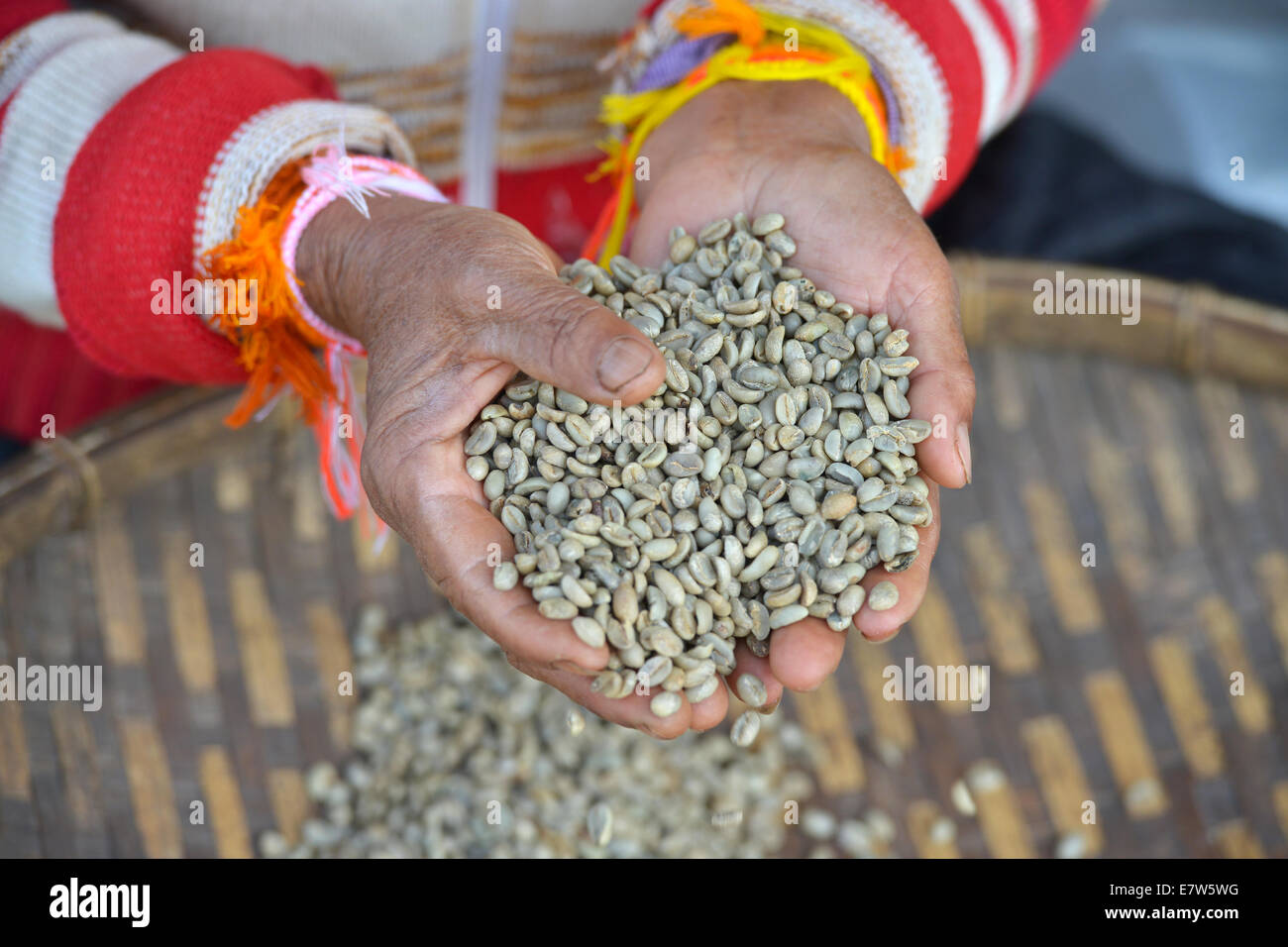 Woman selecting coffee beans after drying in the sun in Paksong ...