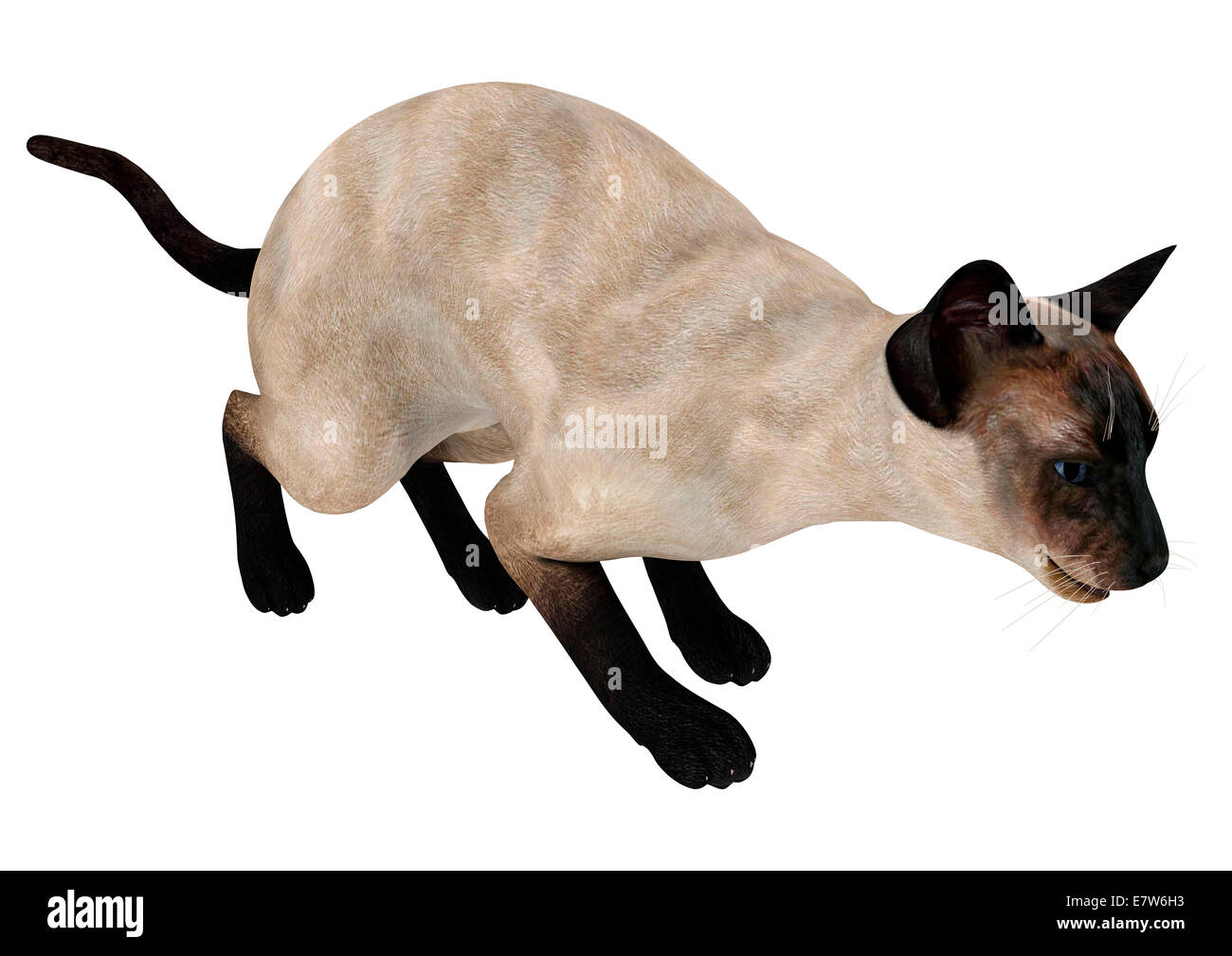 3D digital render of a hunting siamese cat isolated on white background ...