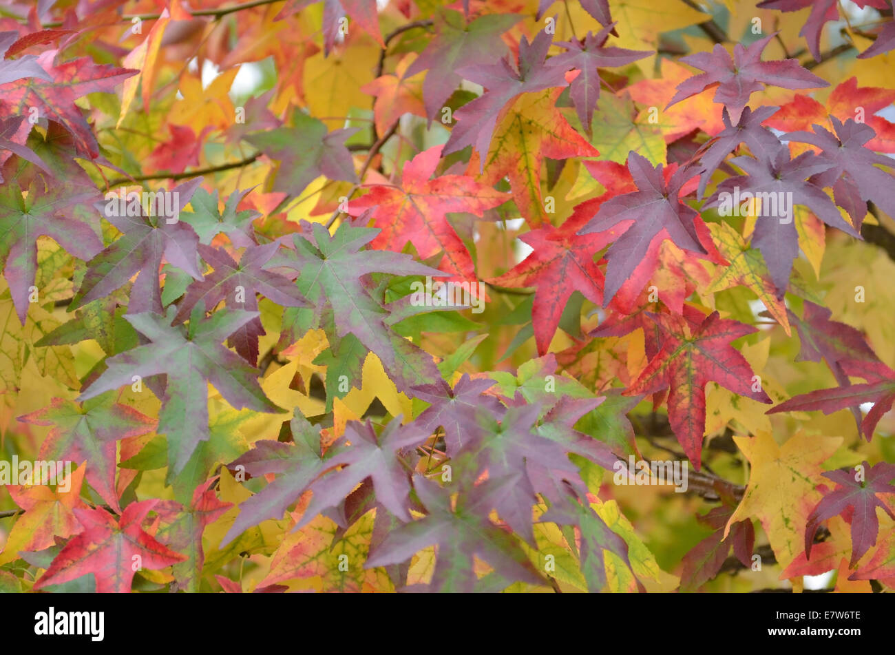 Amber tree hi-res stock photography and images - Alamy