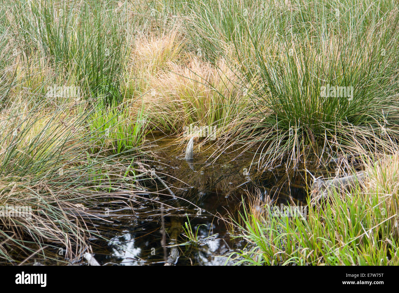 detail of a swamp in Southern Germany at autumn time Stock Photo - Alamy