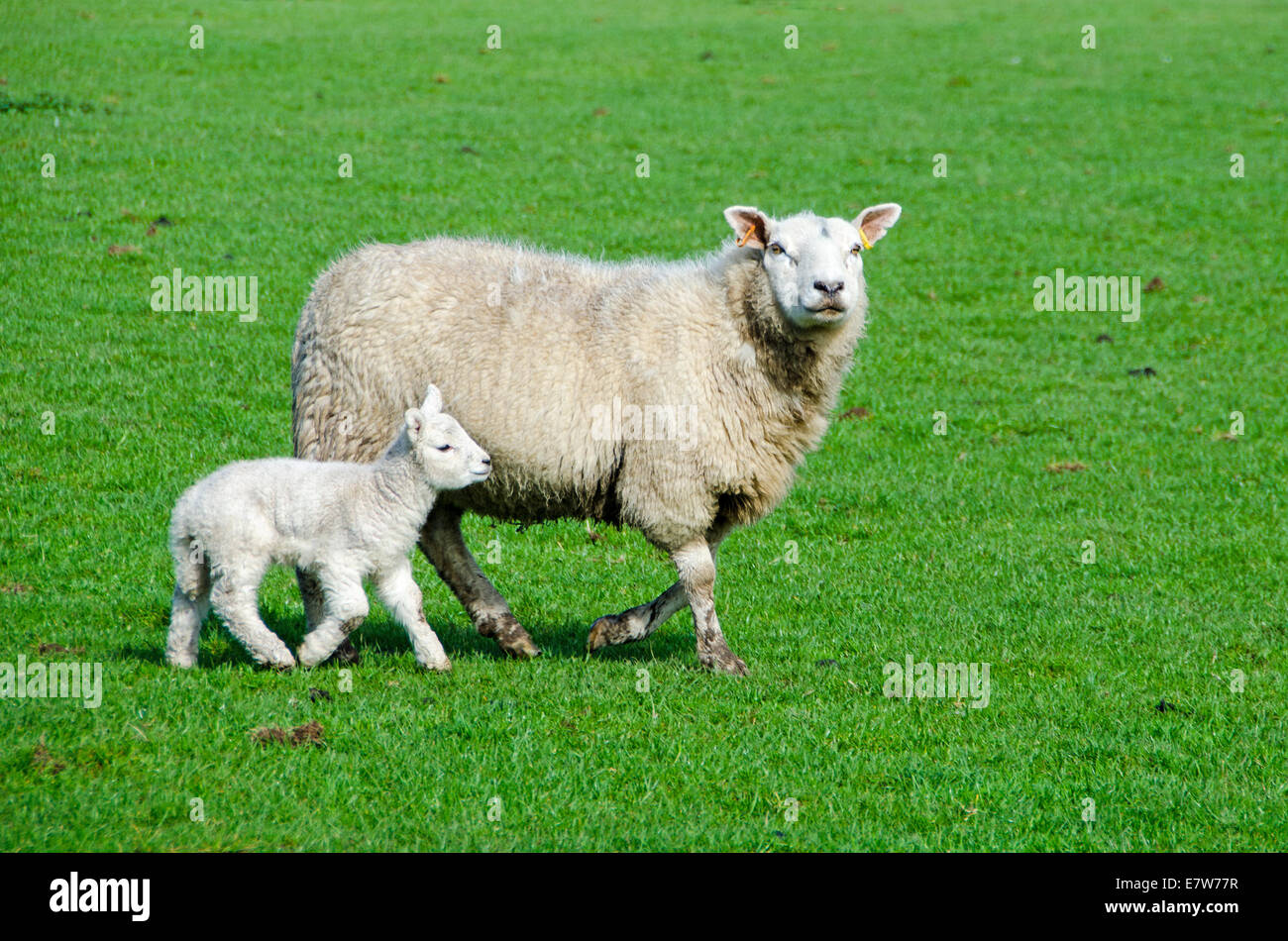 The child of the lamb hi-res stock photography and images - Alamy