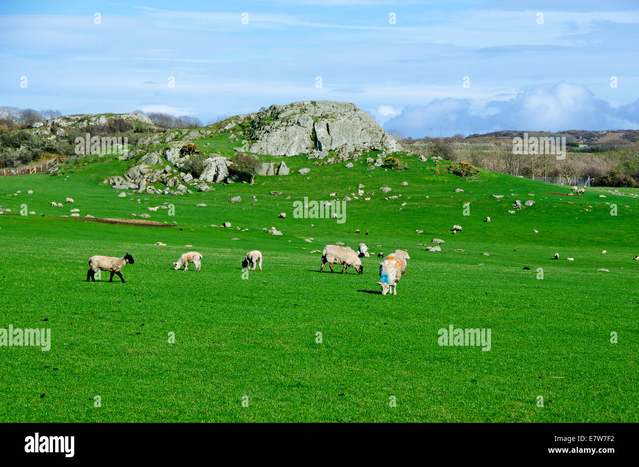 British welsh scene pastoral hi-res stock photography and images - Alamy