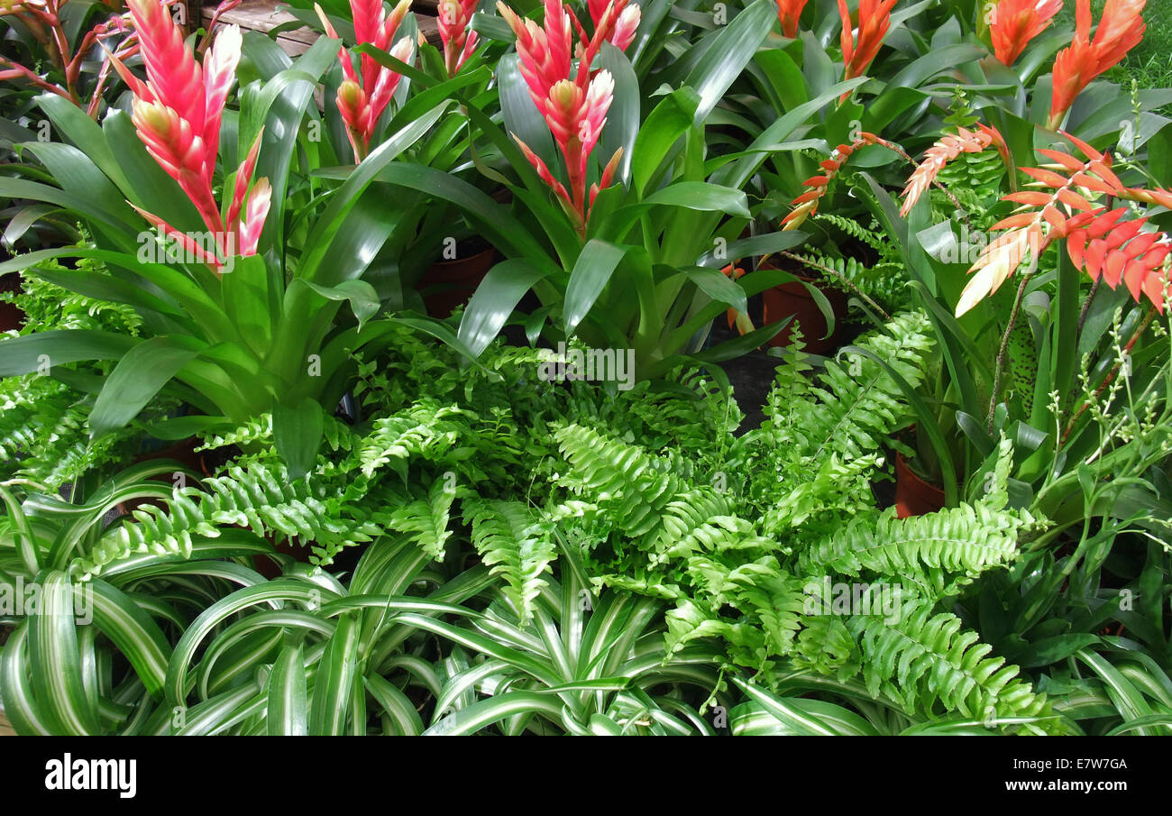 high angle view of various plants and flowers Stock Photo - Alamy