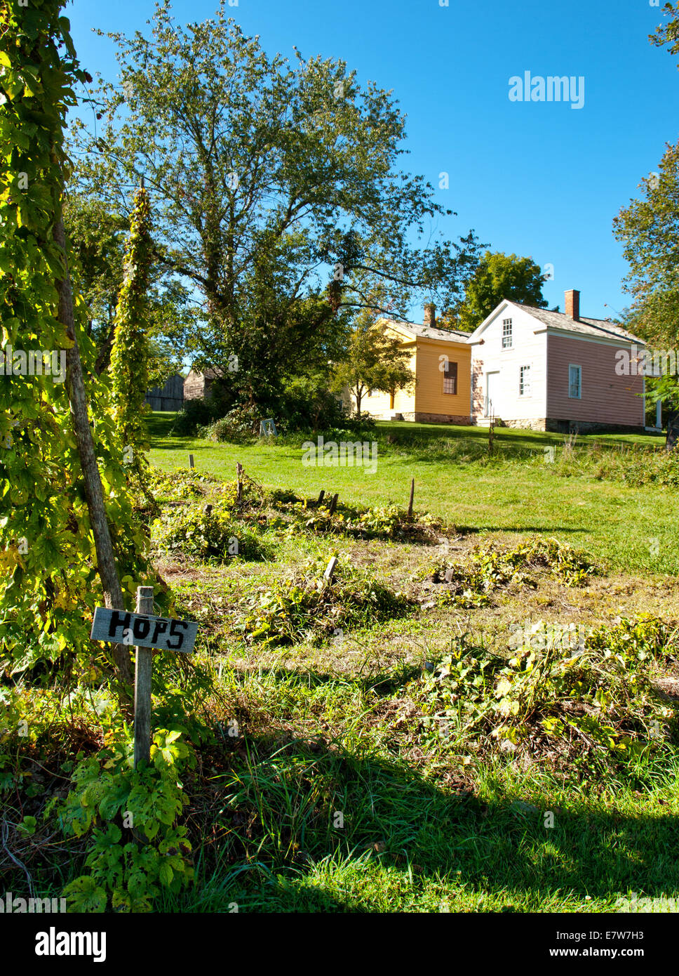 rural field with hops growing Stock Photo - Alamy
