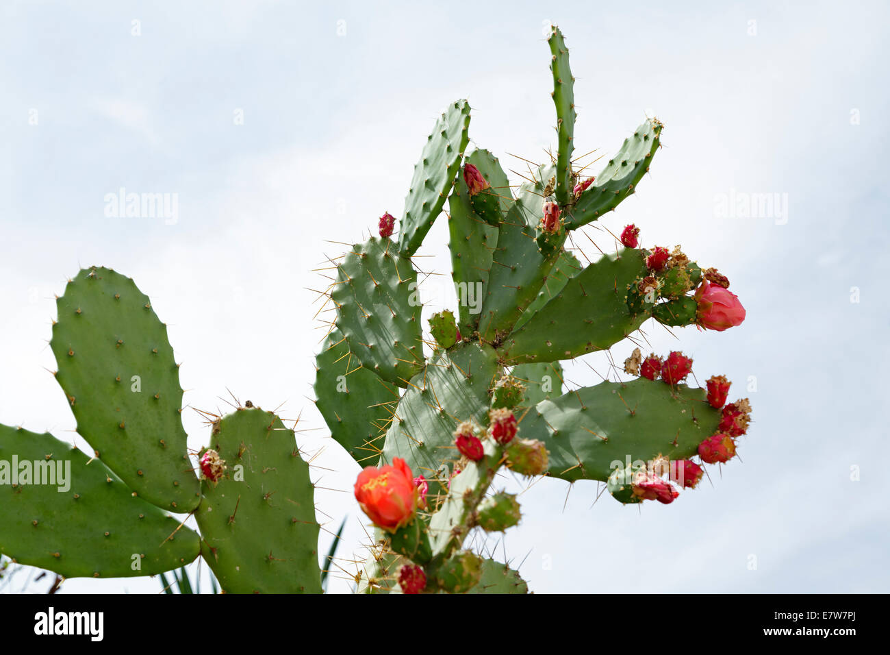 Croatia cactus hi-res stock photography and images - Alamy