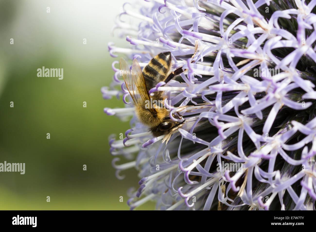 Honeybee macro hi-res stock photography and images - Alamy