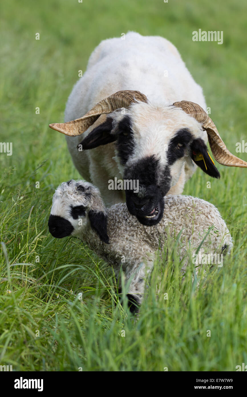 Ewe With Two Day Old Lamb Stock Photo - Alamy