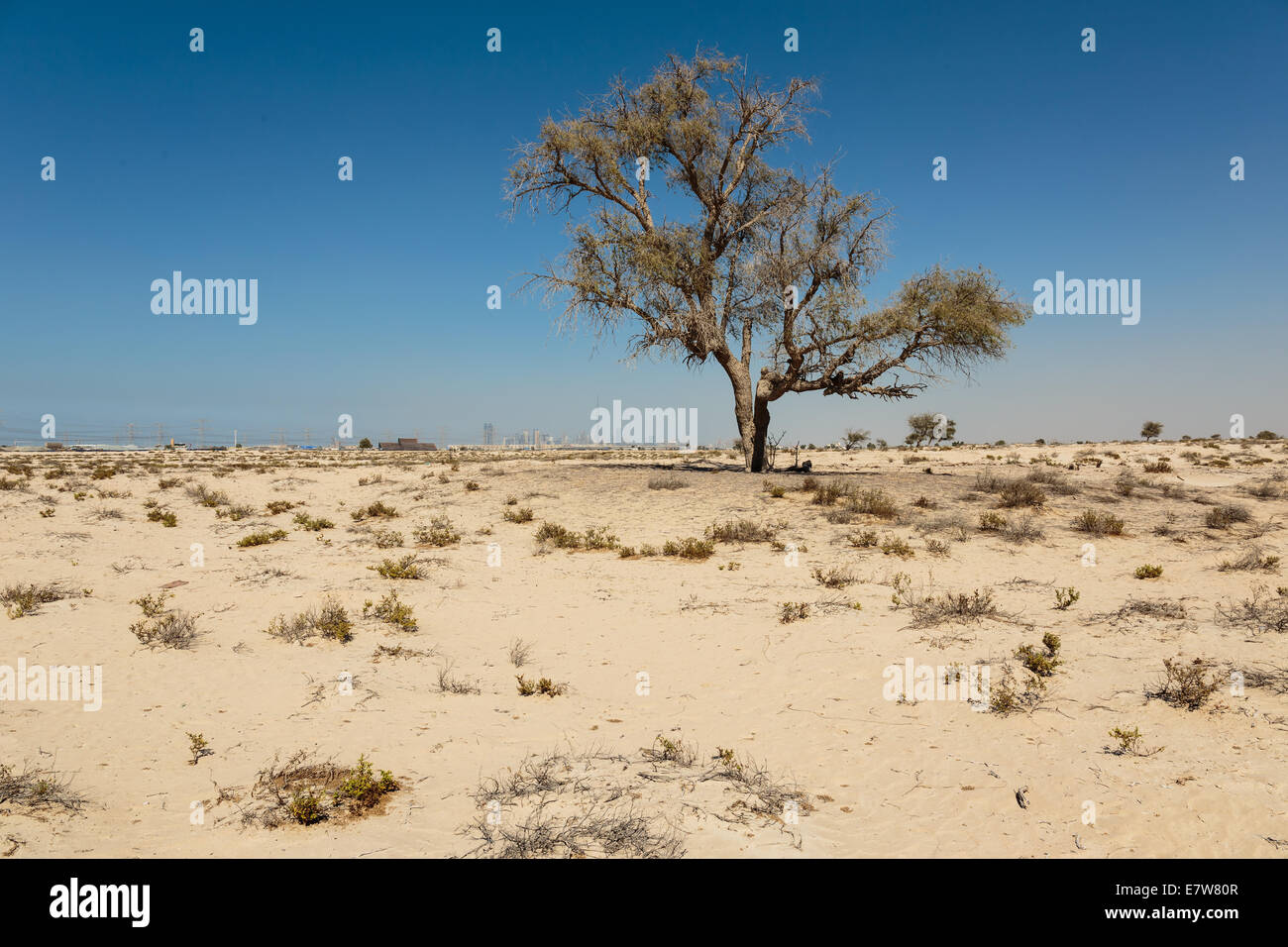 Lonely dead tree in the desert near Dubai Stock Photo - Alamy