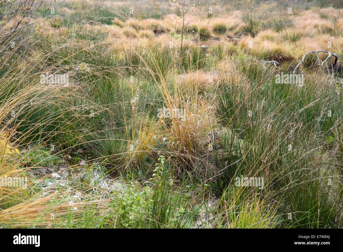 Swamp bush grass hi-res stock photography and images - Alamy