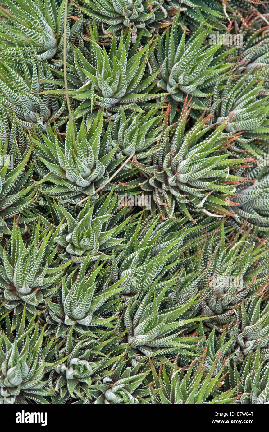 Spiky Succulent Stock Photos & Spiky Succulent Stock Images - Alamy