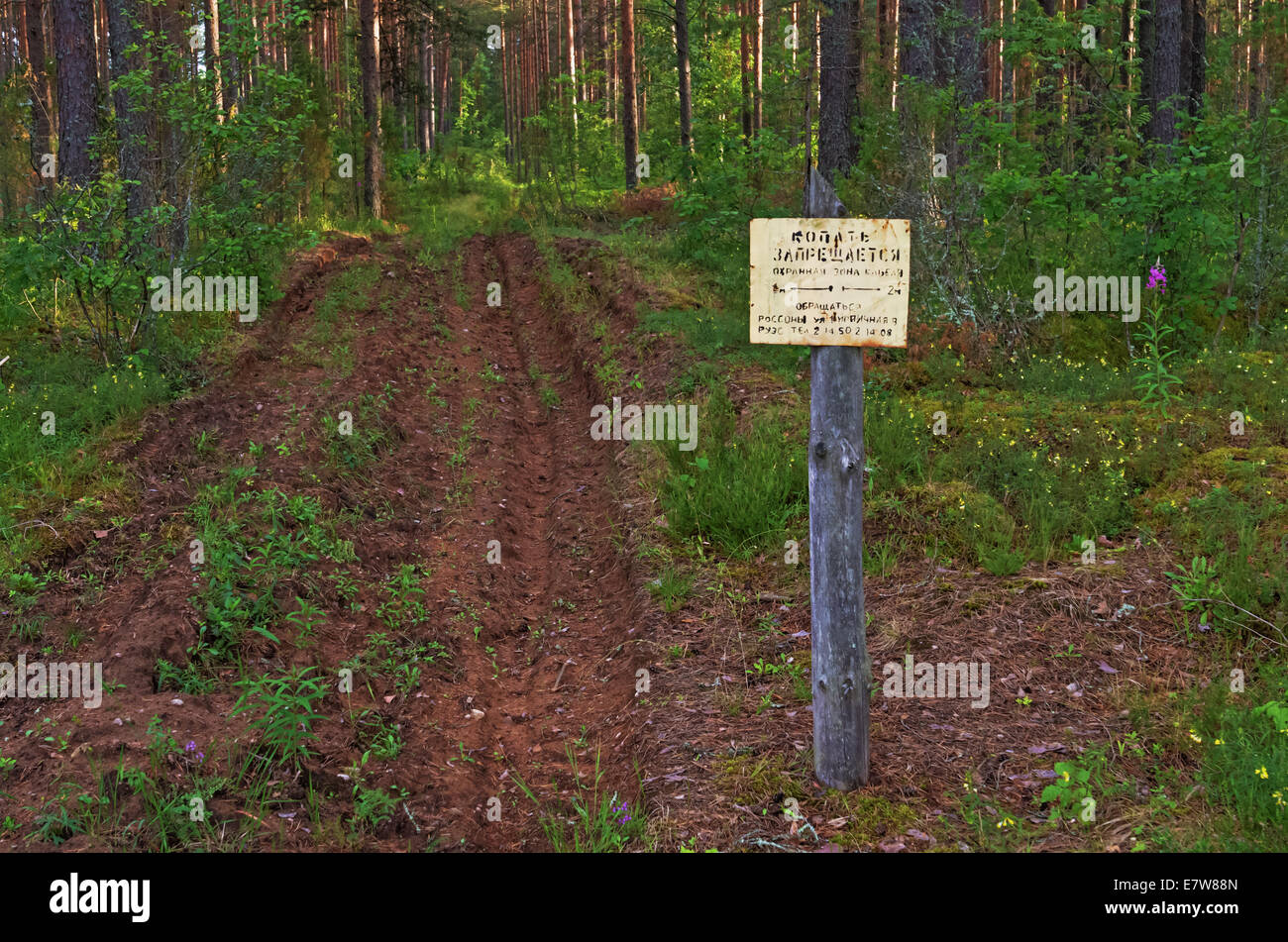 The plate with the warning of the dug cable in the pine wood Stock ...