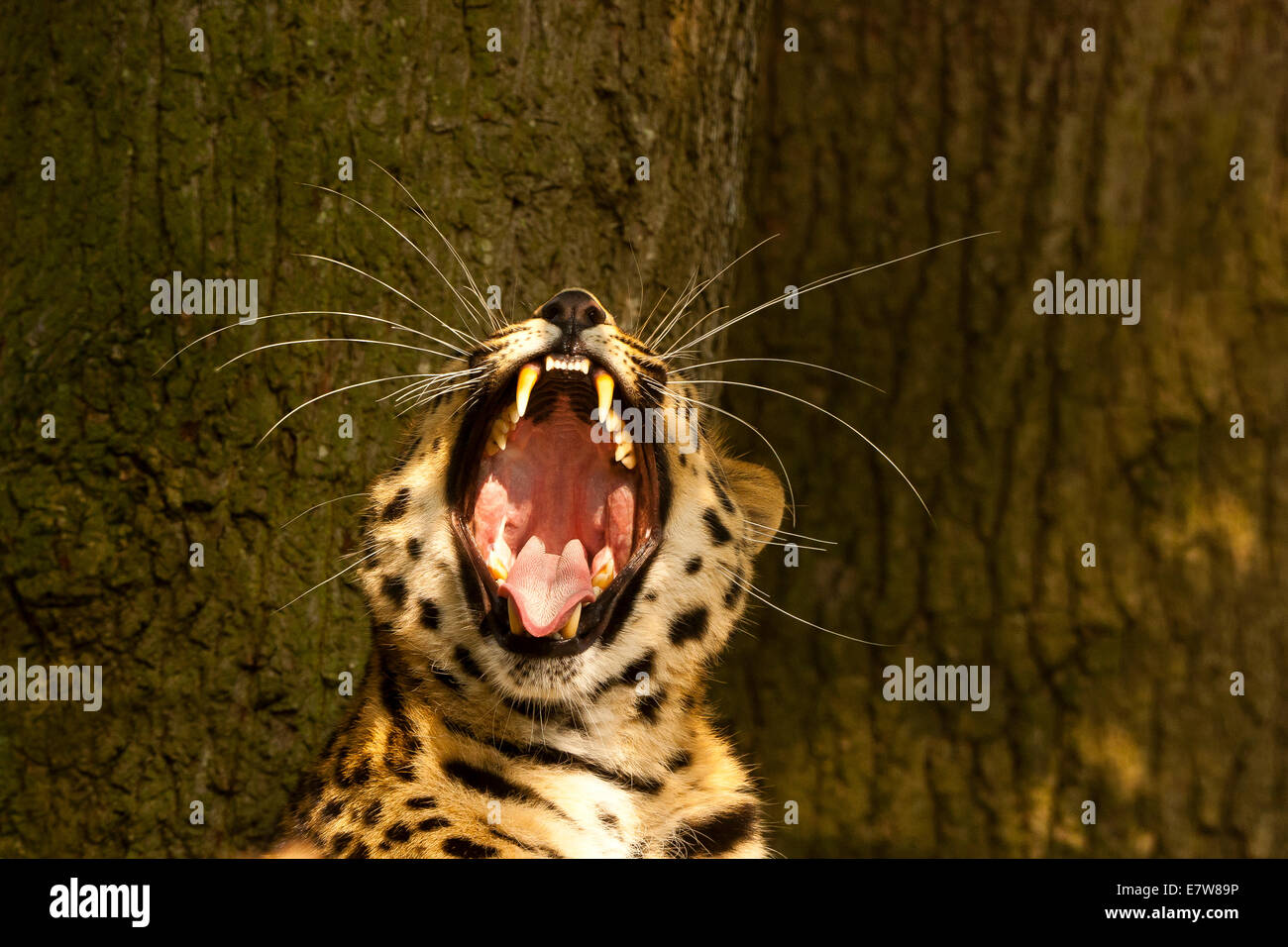 Amur leopard cubs hi-res stock photography and images - Alamy