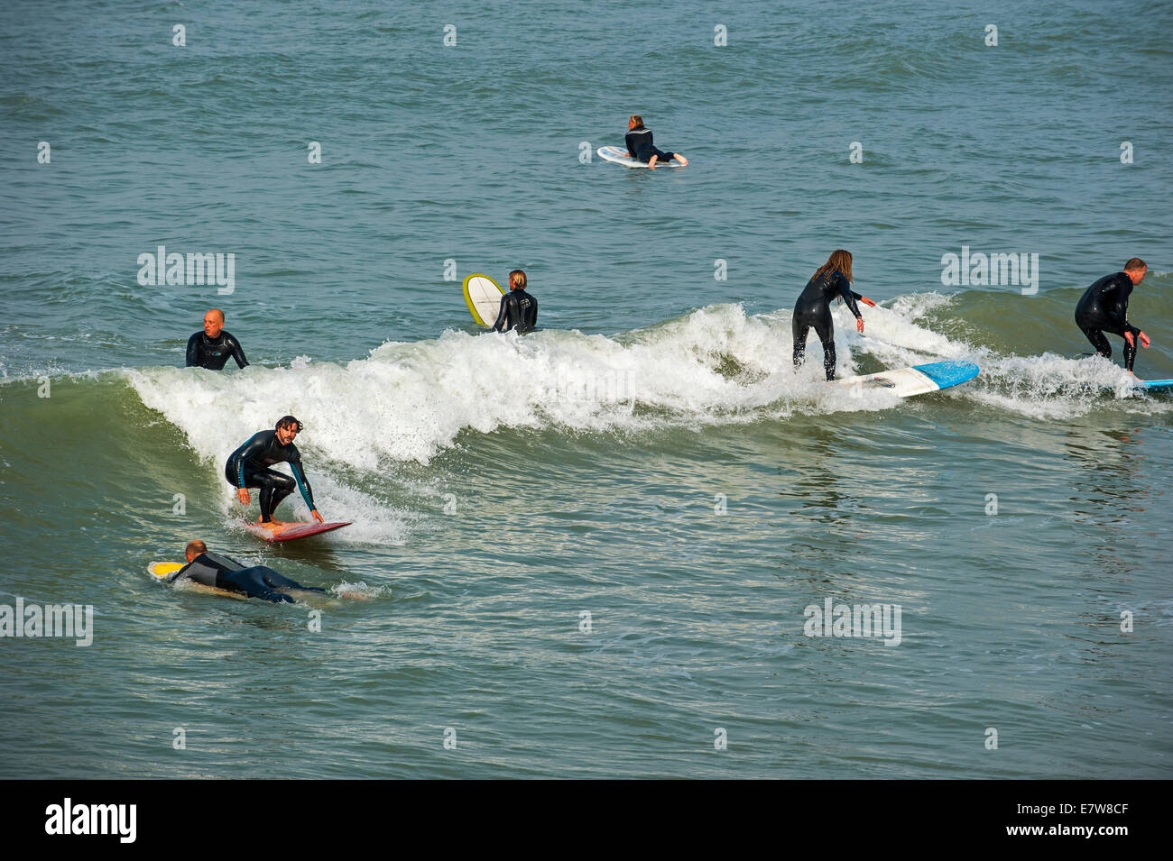 Middle-aged surfers in wetsuits riding wave on surfboards as it breaks ...