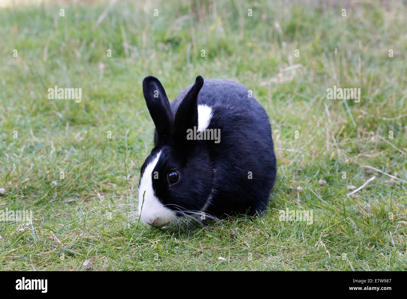 Black rabbit bunny white nose hi-res stock photography and images - Alamy