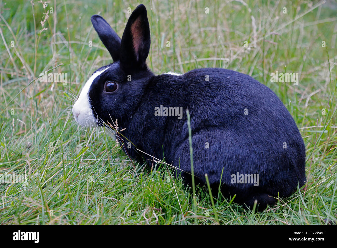 Black pet rabbit with cute white nose Stock Photo - Alamy