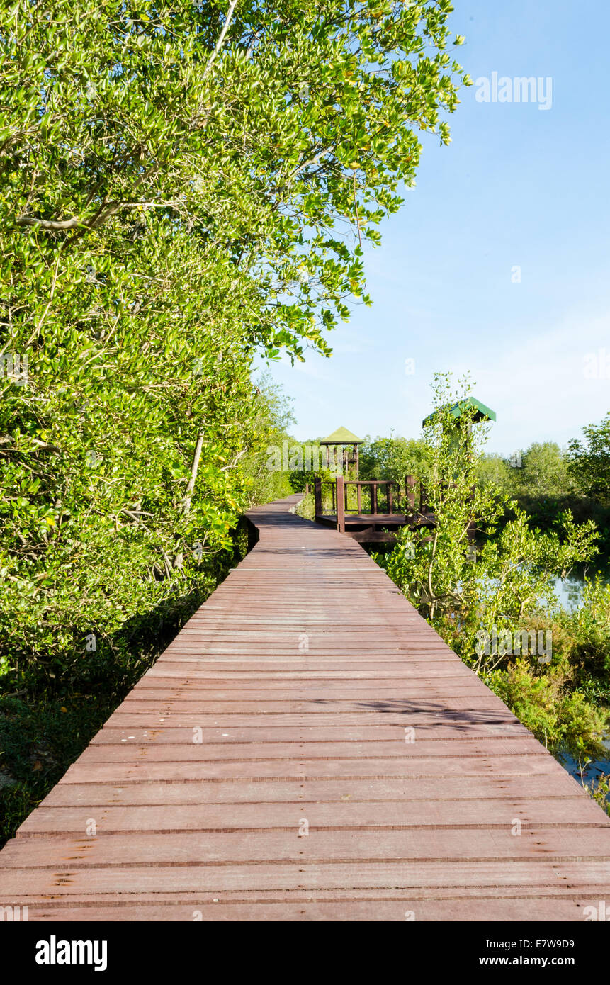 Wooden bridge for nature study in mangroves at Sam Roi Yod, Thailand ...