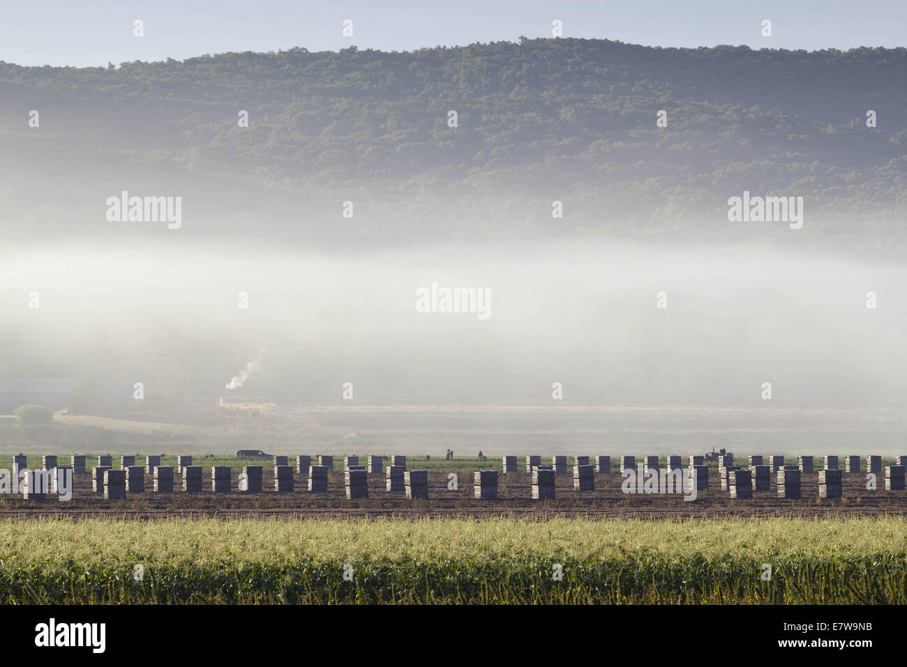Fog over corn field hi-res stock photography and images - Alamy