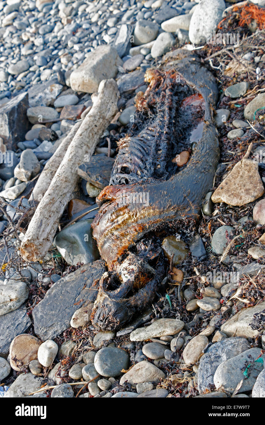 Decomposed Body Stock Photos & Decomposed Body Stock Images - Alamy