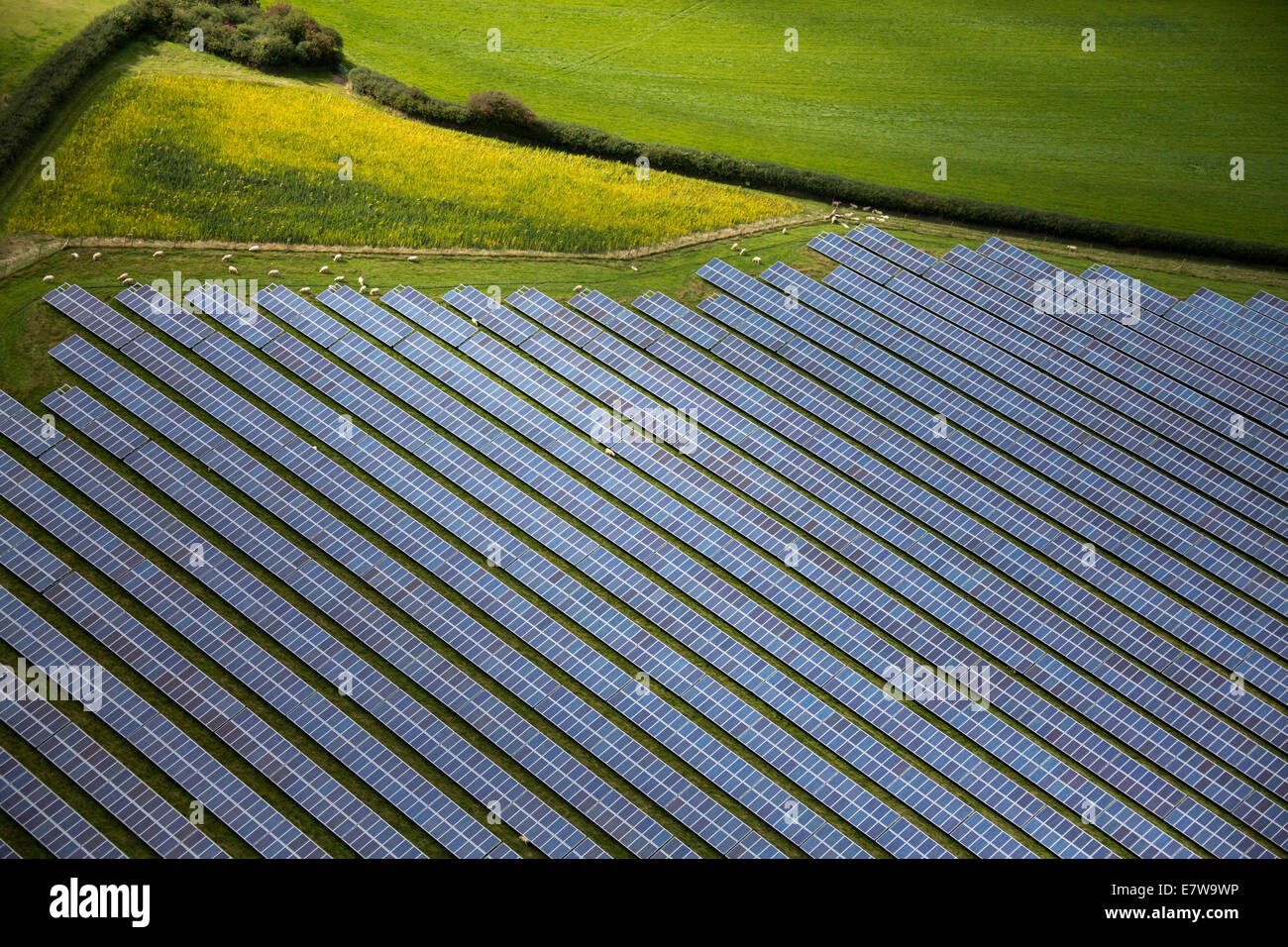 Aerial view of renewable energy Solar panels, Solar PV farm with sheep ...