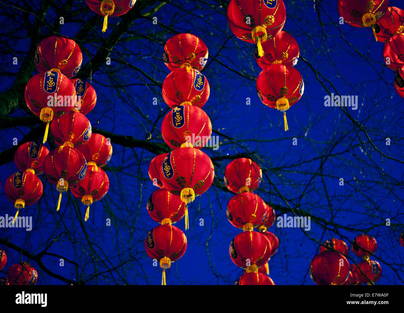 Chinese lantern tree hi-res stock photography and images - Alamy