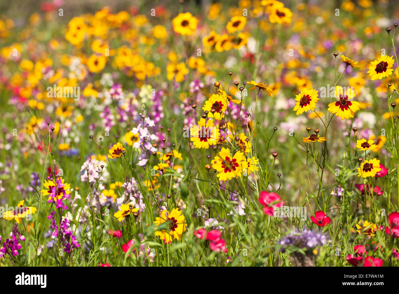 Wildflowers in garden border hi-res stock photography and images - Alamy