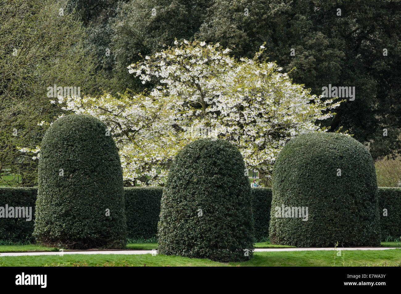 The Royal Botanic Gardens, Kew, London, UK (Kew Gardens). Cherry ...