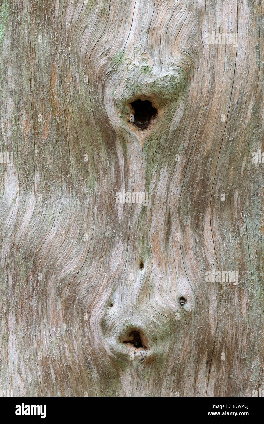 Dead pine tree hi-res stock photography and images - Alamy