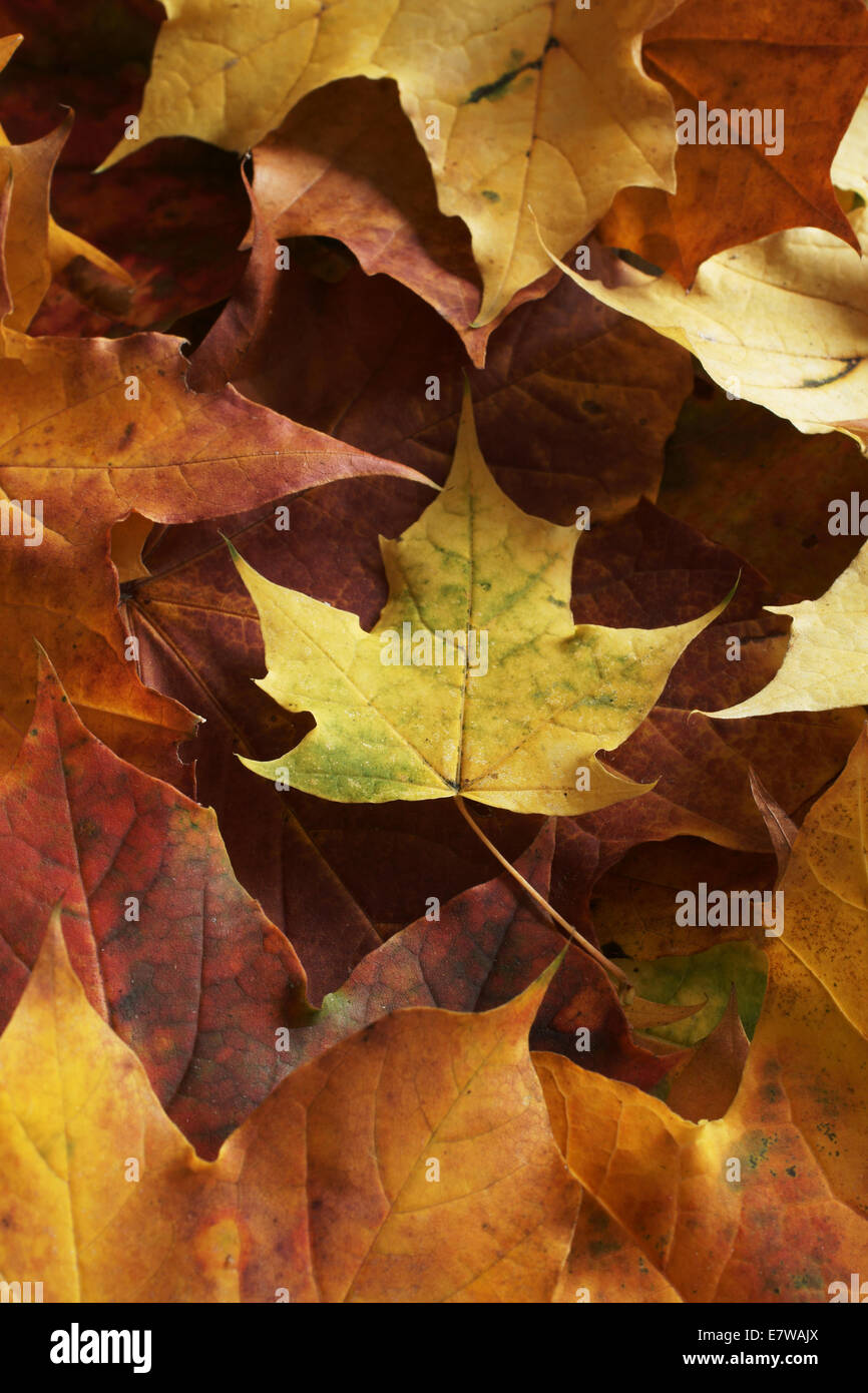 Autumn or fall colours leaves of the sycamore tree Stock Photo - Alamy