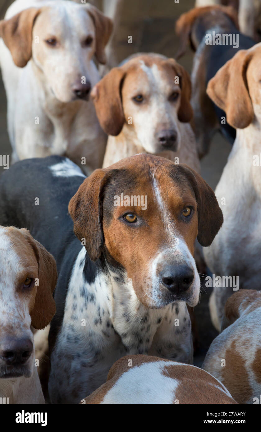 Fox hounds hi-res stock photography and images - Alamy