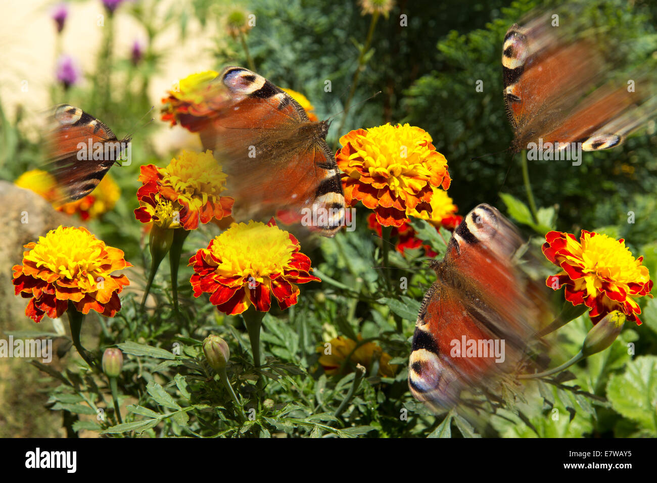 Butterfly fly over flowers butterflies hi-res stock photography and ...
