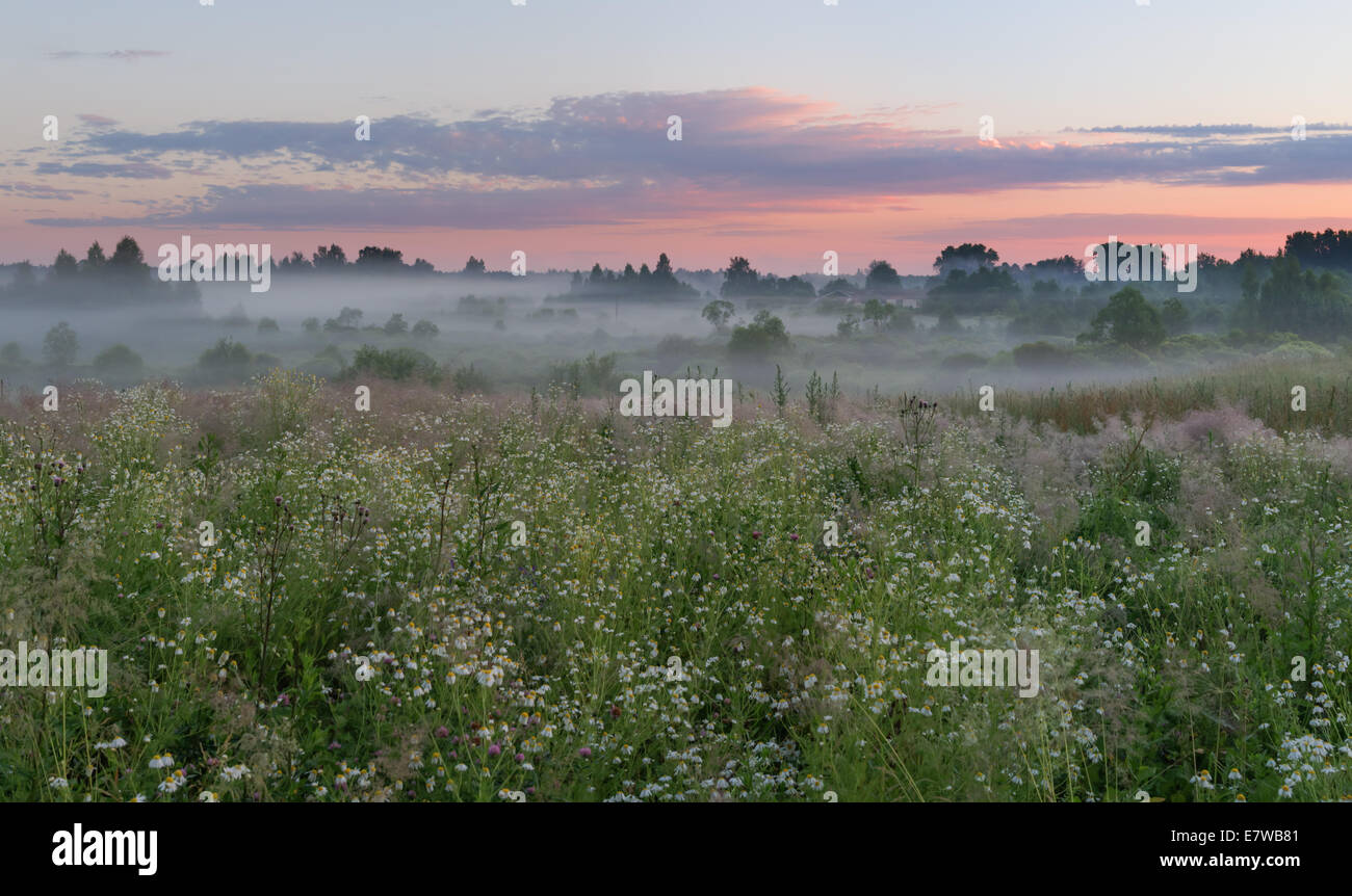 Sunset fog over field and forest Stock Photo - Alamy