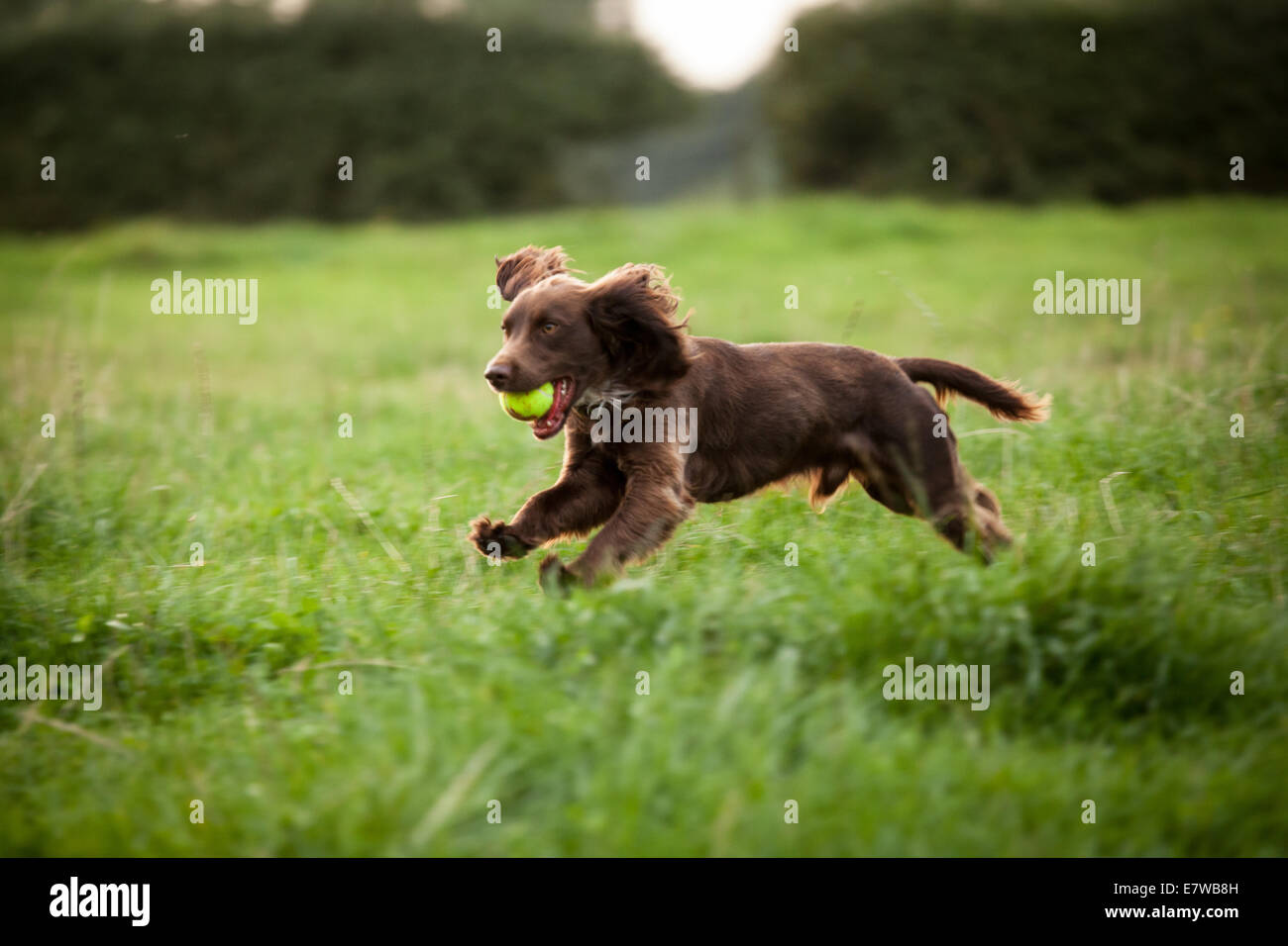 Dog running spaniel hi-res stock photography and images - Alamy