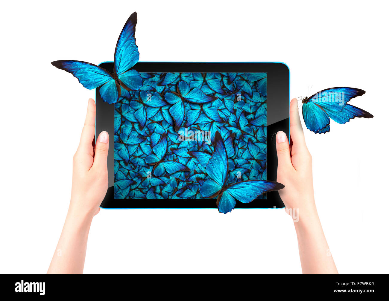 concept design, butterfly flying out from tablet computer Stock Photo ...
