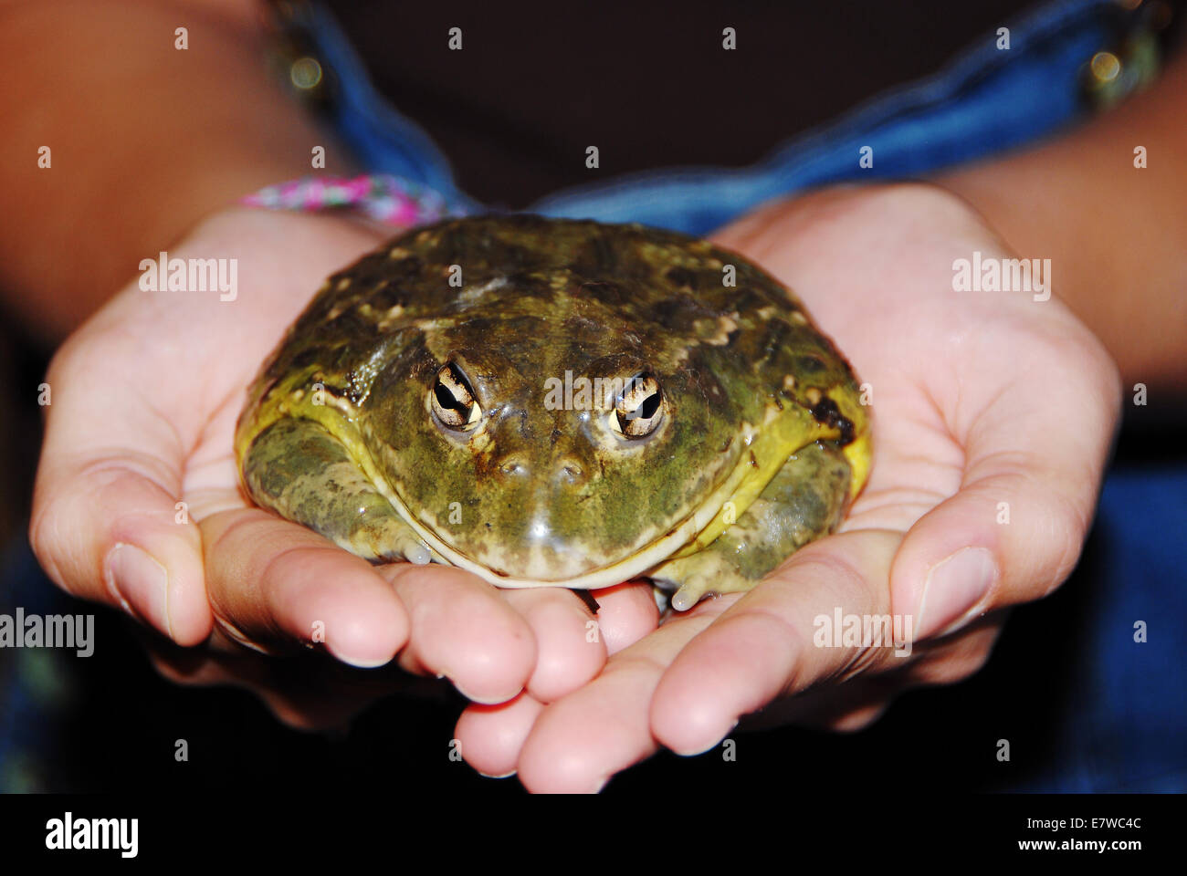 African Bull Frog Stock Photo - Alamy