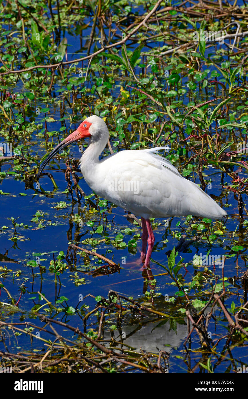 white ibis Photographed at the Circle Bar B Ranch Bird sanctuary ...