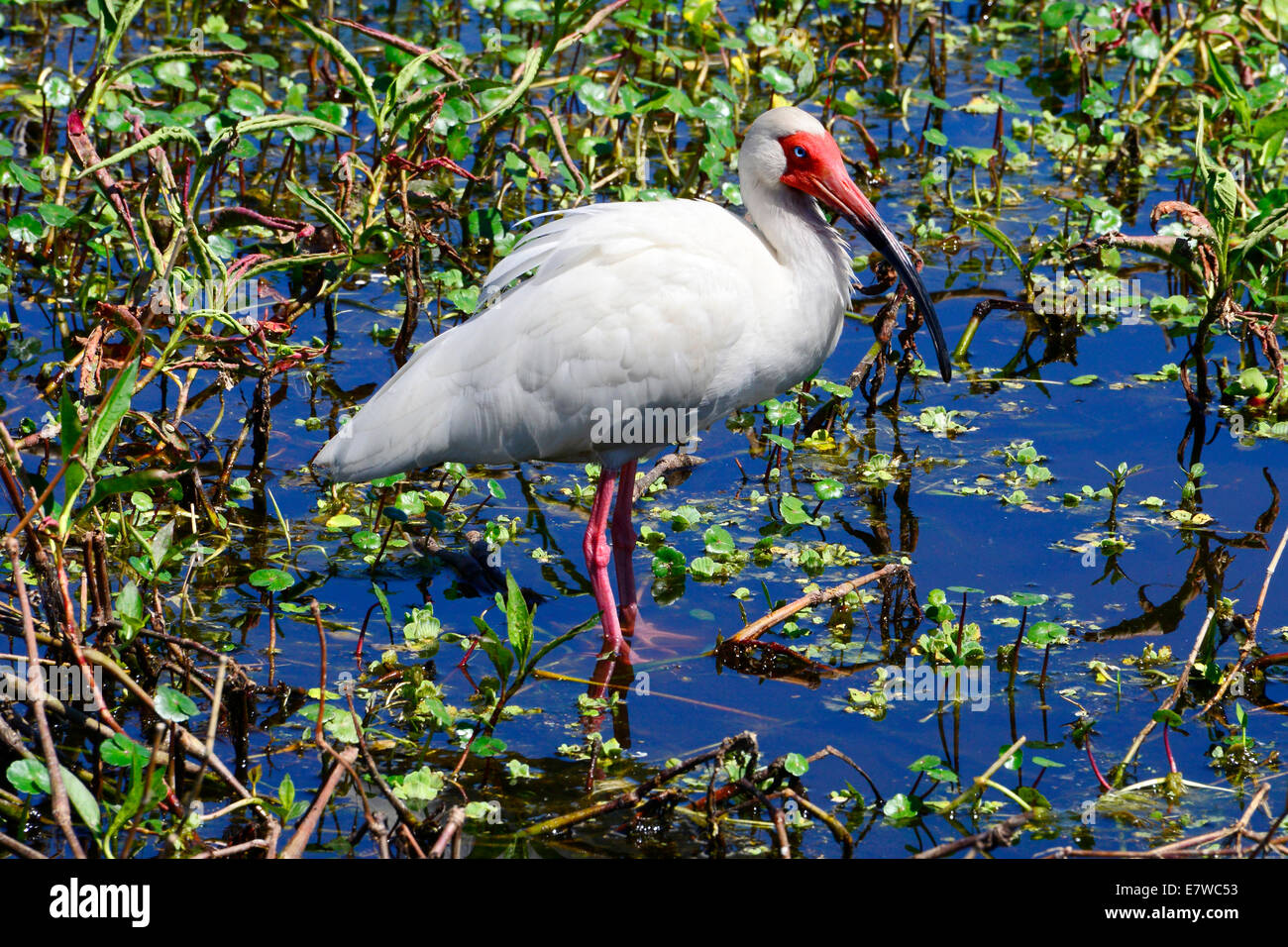white ibis Photographed at the Circle Bar B Ranch Bird sanctuary ...