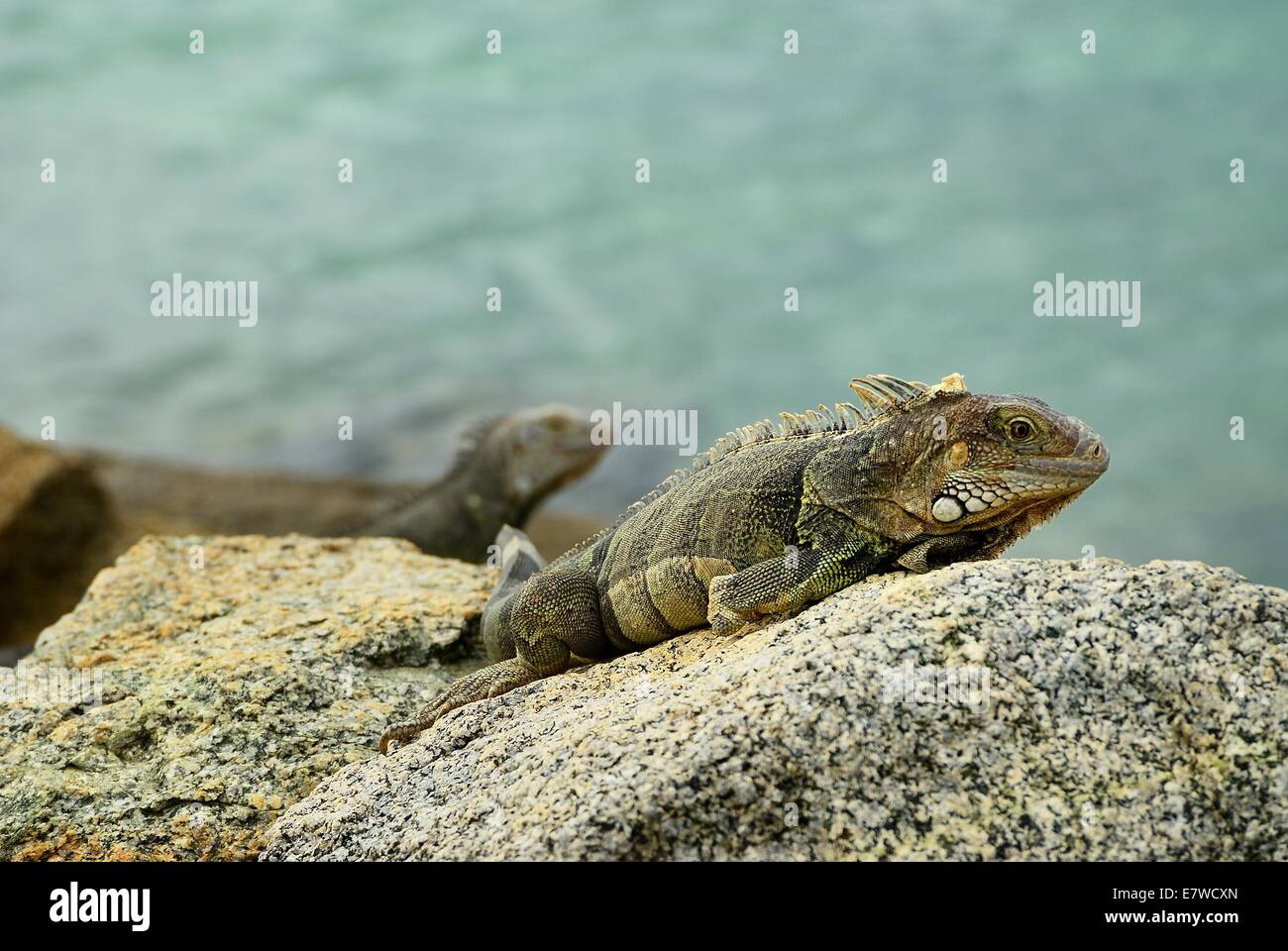 Lizard soaking up the sun hi-res stock photography and images - Alamy