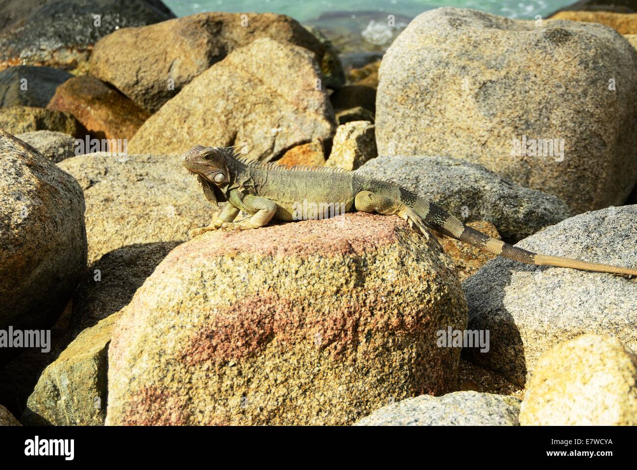 Lizard soaking up the sun hi-res stock photography and images - Alamy
