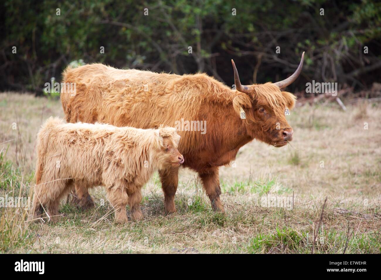 Scottish Highland cattle are known for being exceptionally sturdy and ...