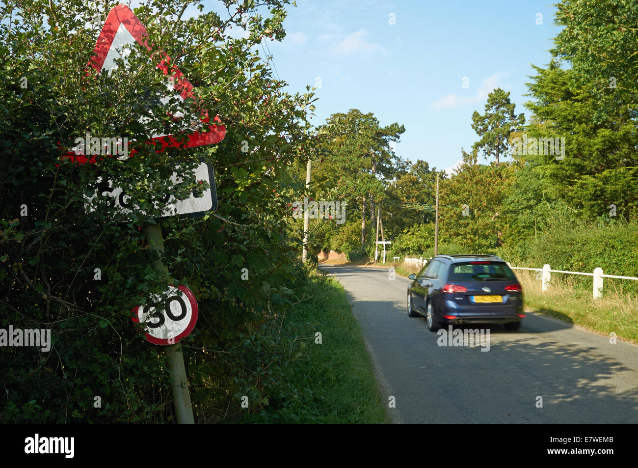 Holly bush hiding a school road traffic sign Stock Photo - Alamy