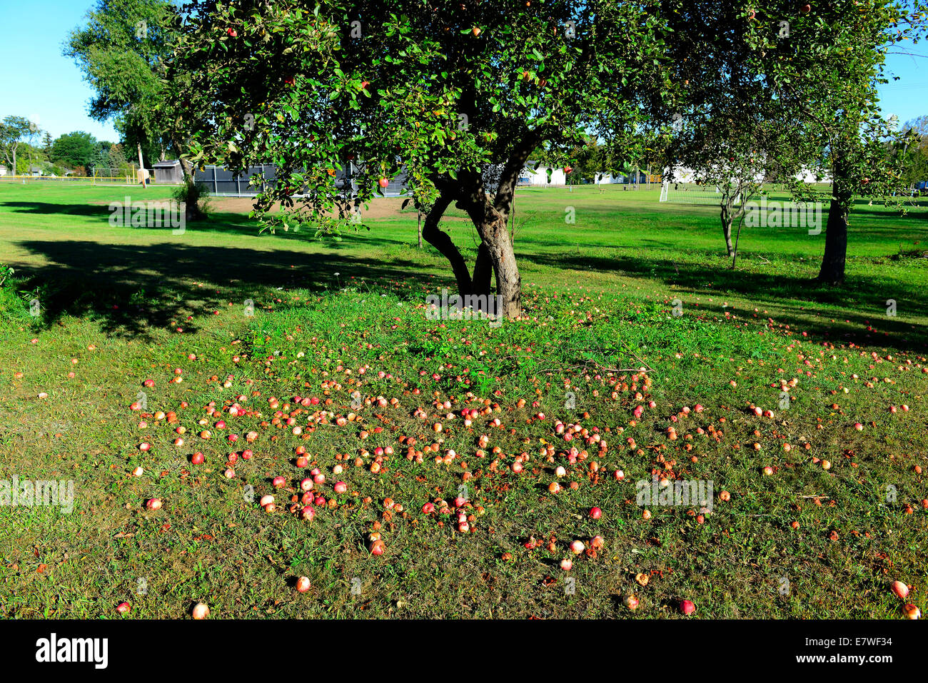 Fallen apples on the ground in the autum Stock Photo - Alamy