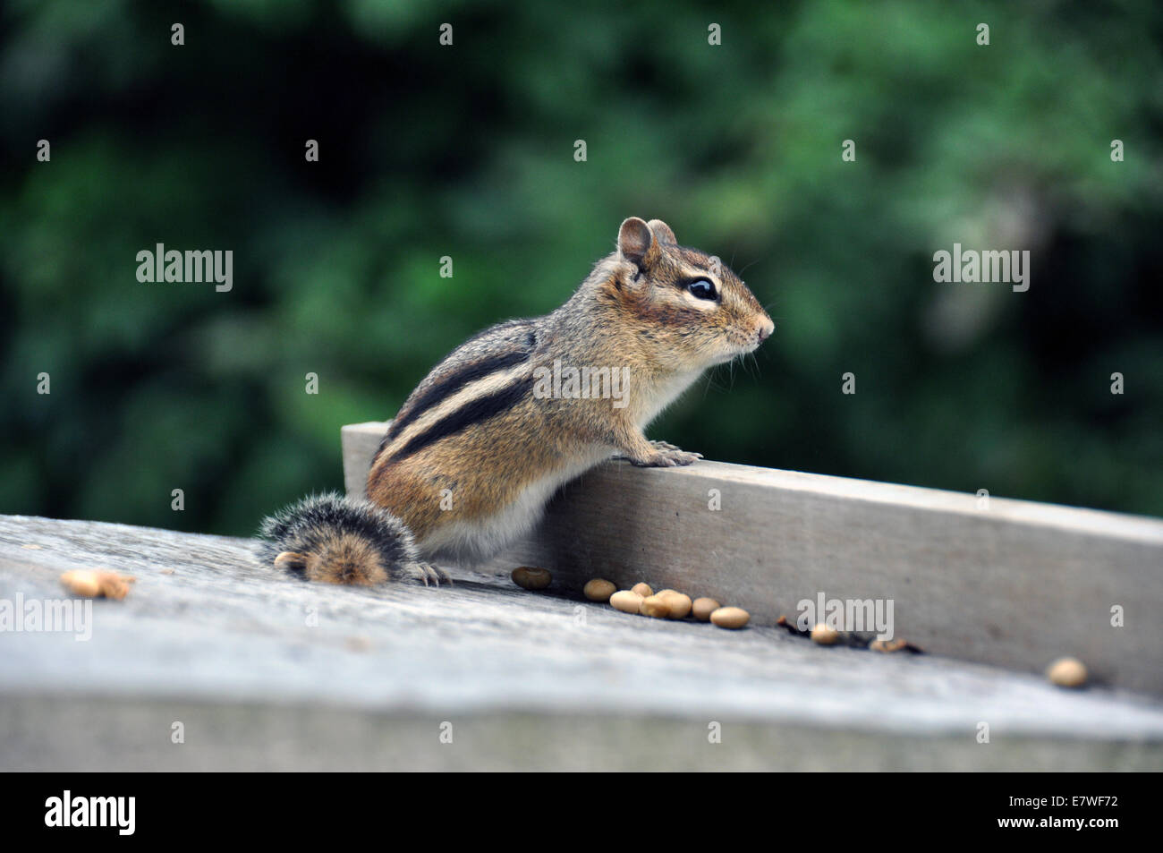Peeking over edge hi-res stock photography and images - Alamy