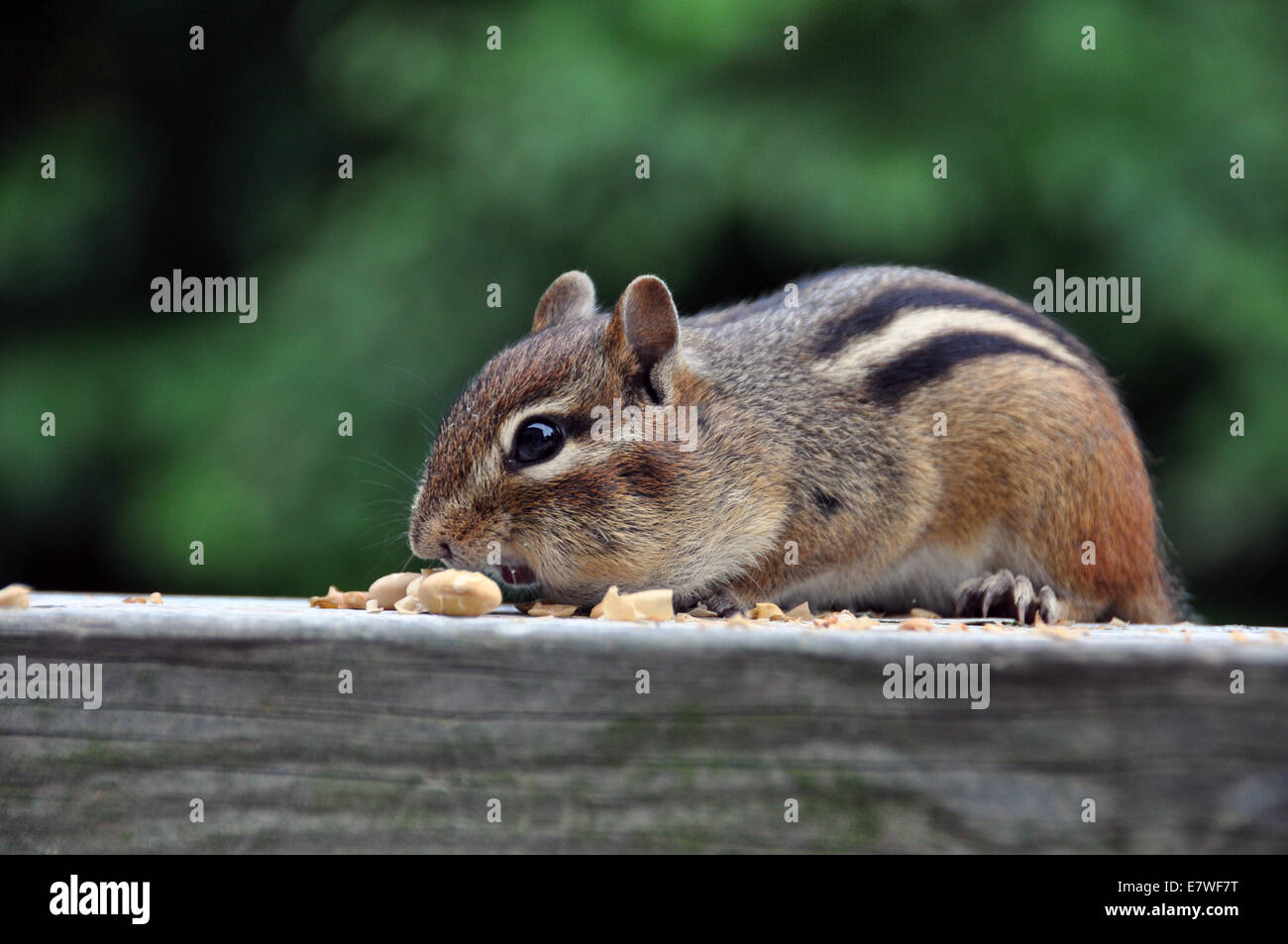 Chipmunk eating nuts hi-res stock photography and images - Alamy