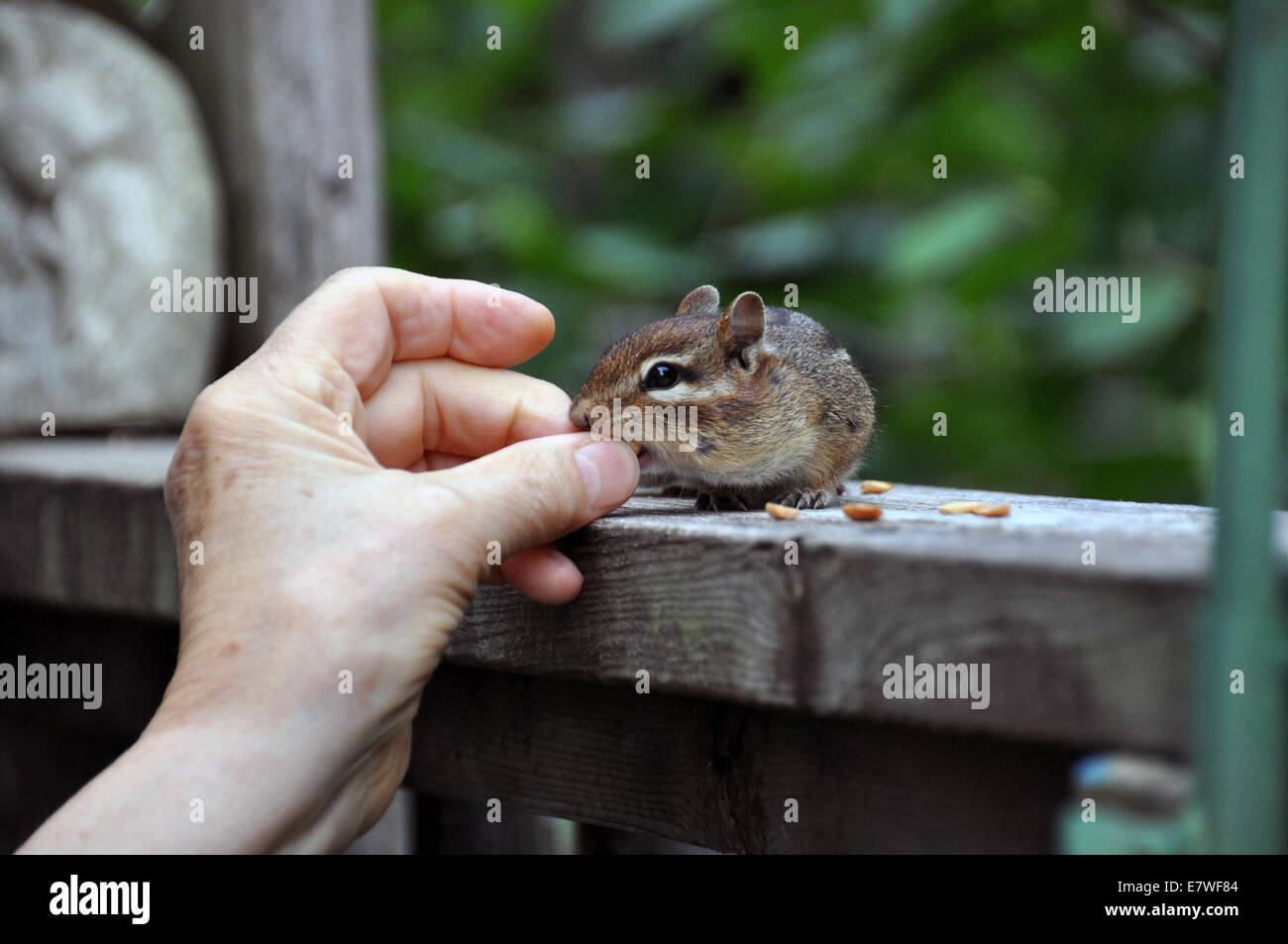 Chipmunk eating peanuts out of a human hand Stock Photo - Alamy