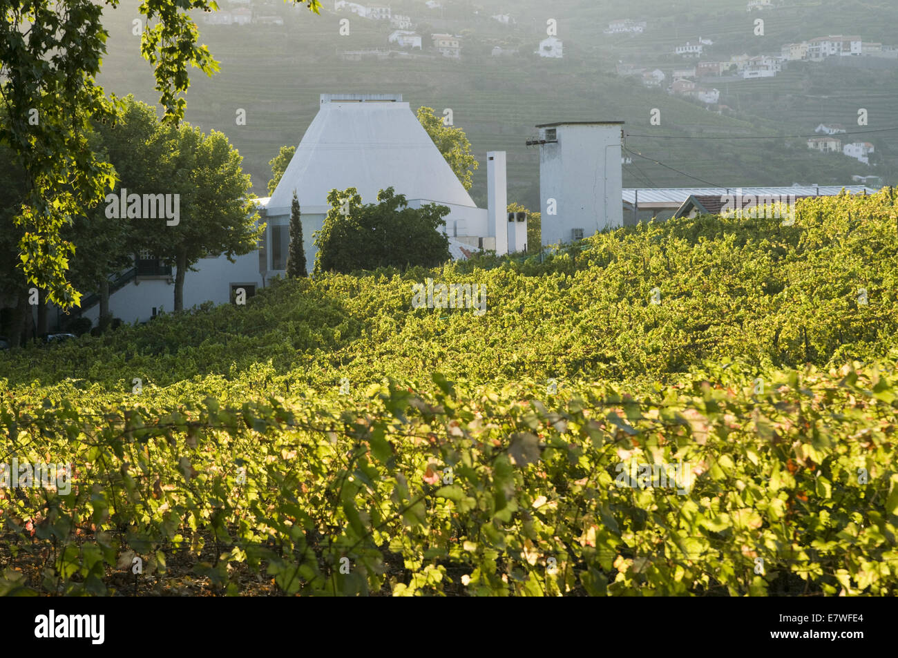 Quinta da pacheca in douro hi-res stock photography and images - Alamy