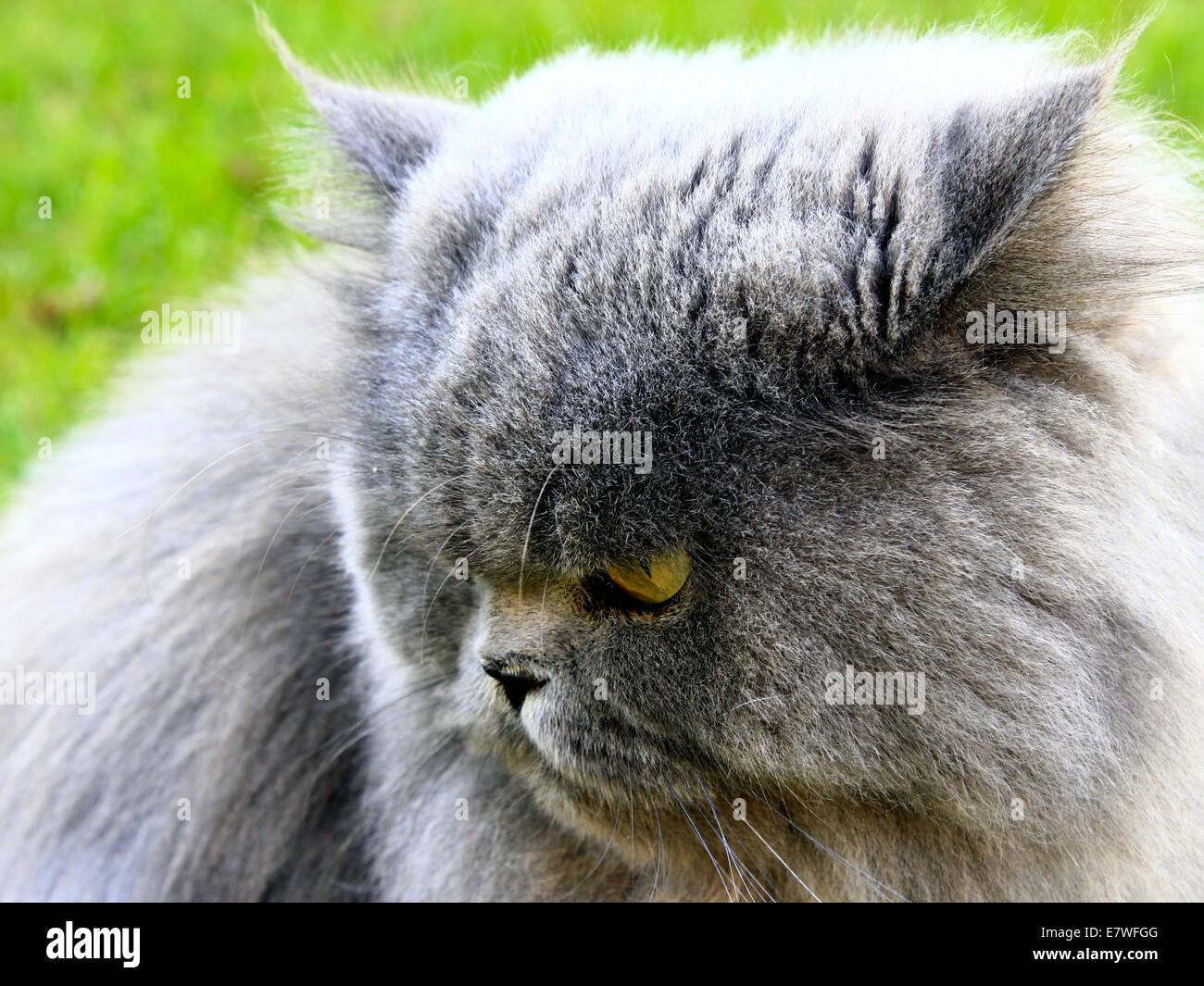 big Persian cat in the green grass Stock Photo - Alamy