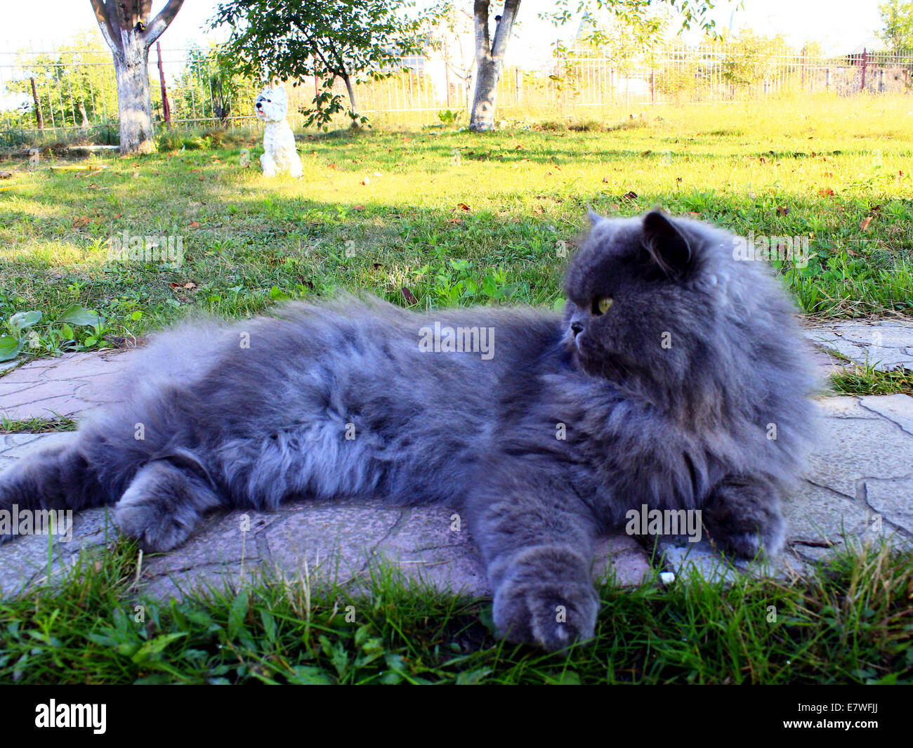 big nice Persian cat laying on the path Stock Photo - Alamy