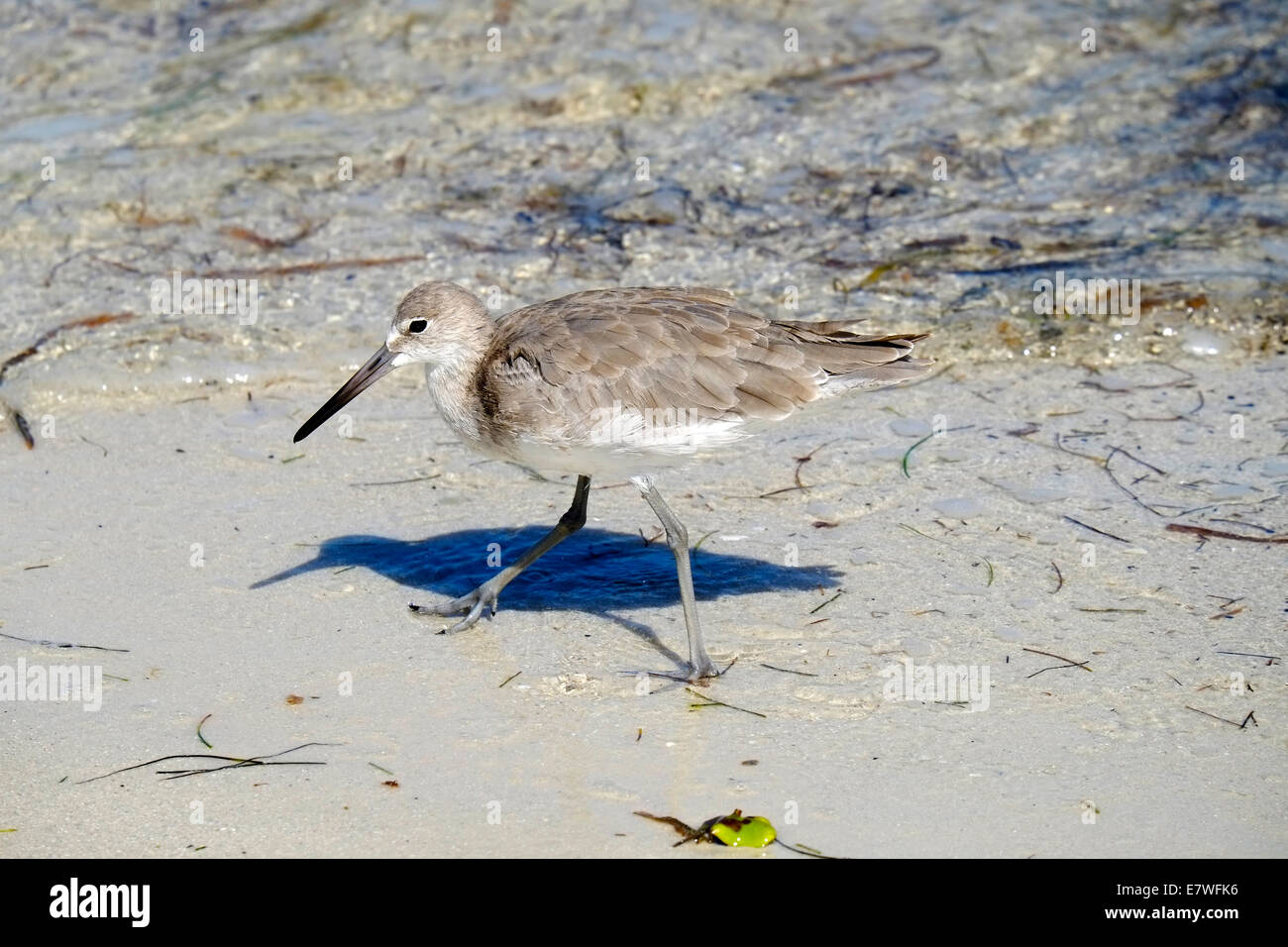 Sand Piper bird fishing the gulf of mexico at anna maria island florida ...