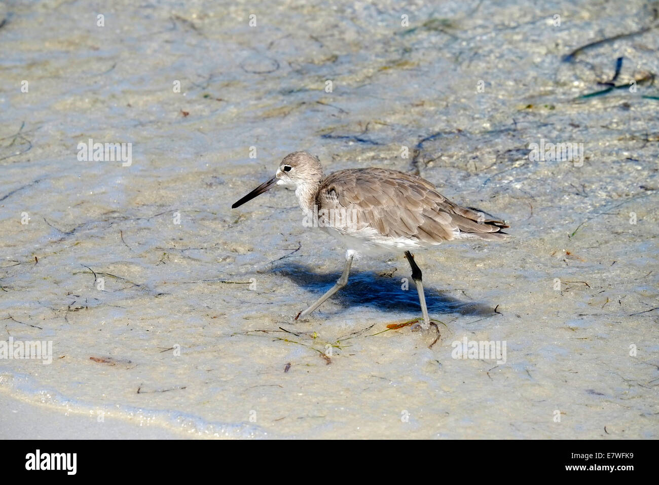 Sand Piper bird fishing the gulf of mexico at anna maria island florida ...